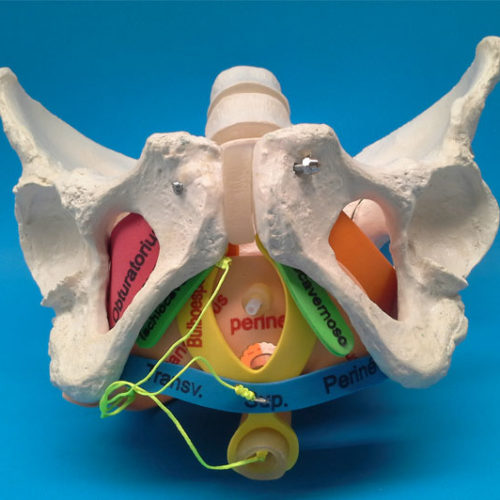 Pelvic Plus Anatomy | Taller de Protección Manual de Periné